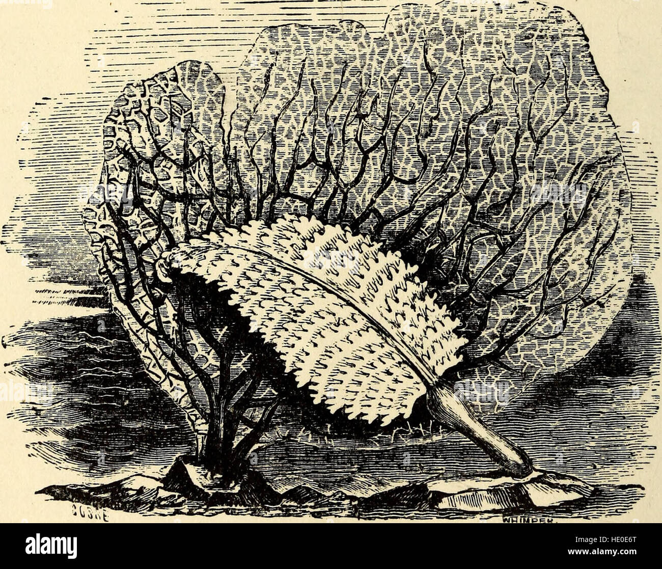 This field of zoology involves the study of animals in a comparative ...