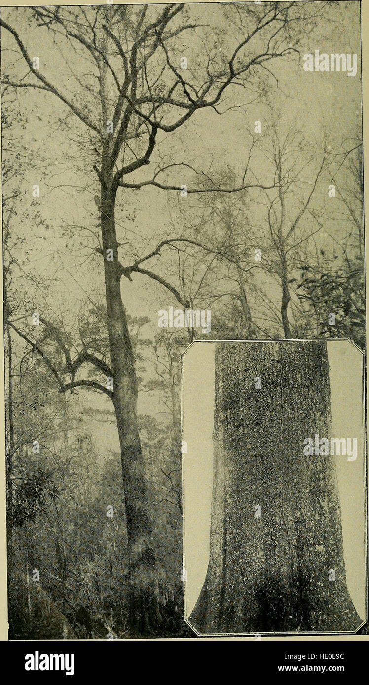 This 1897 work examines the timber trees and forests of North Carolina ...