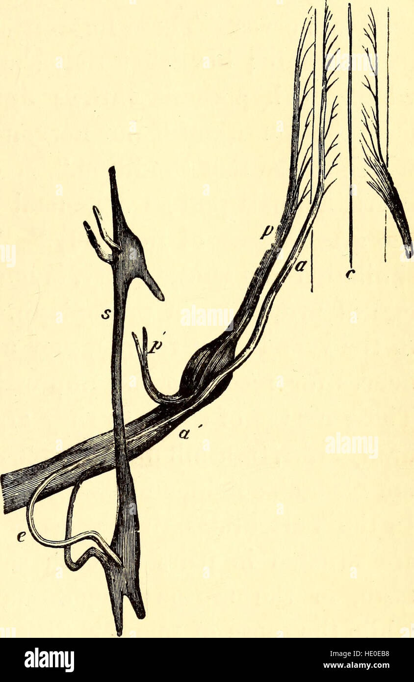 This 1883 textbook on comparative zoology examines the structure and ...