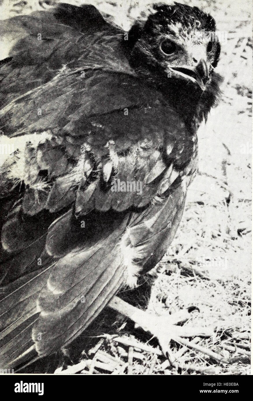 'The Victorian Naturalist' (1968) is an Australian journal focusing on ...