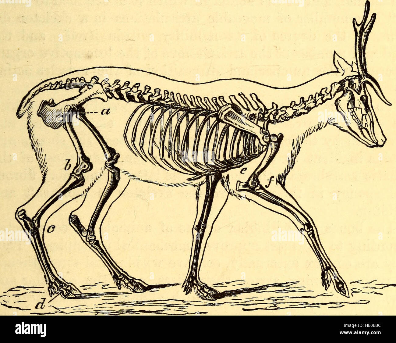 Work on animal locomotion hi-res stock photography and images - Alamy