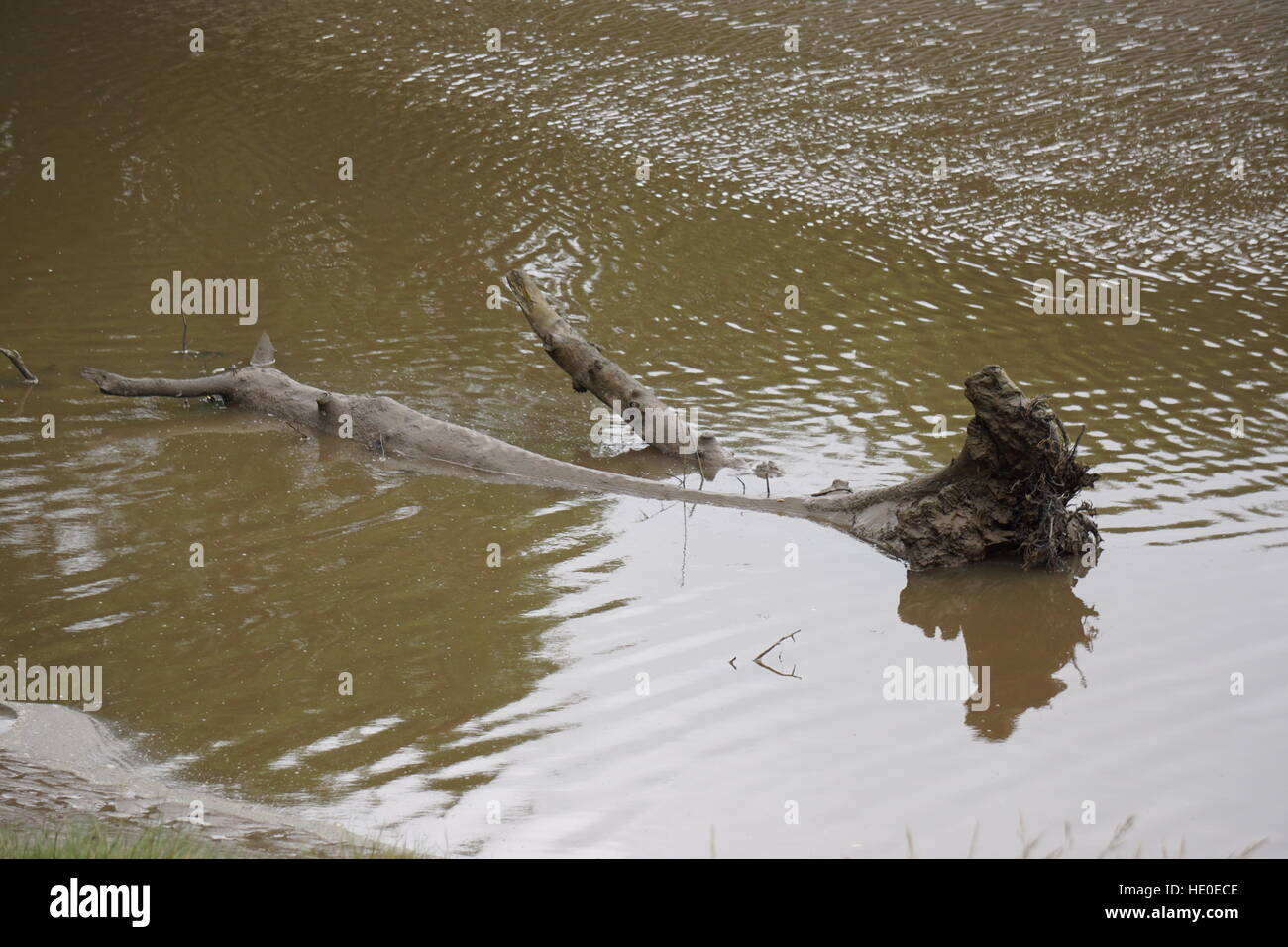 Tree in the river Stock Photo - Alamy