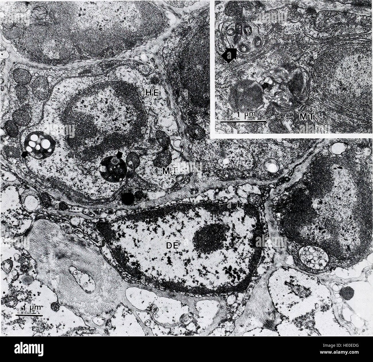 *The Biological Bulletin* publishes research in the field of biology ...