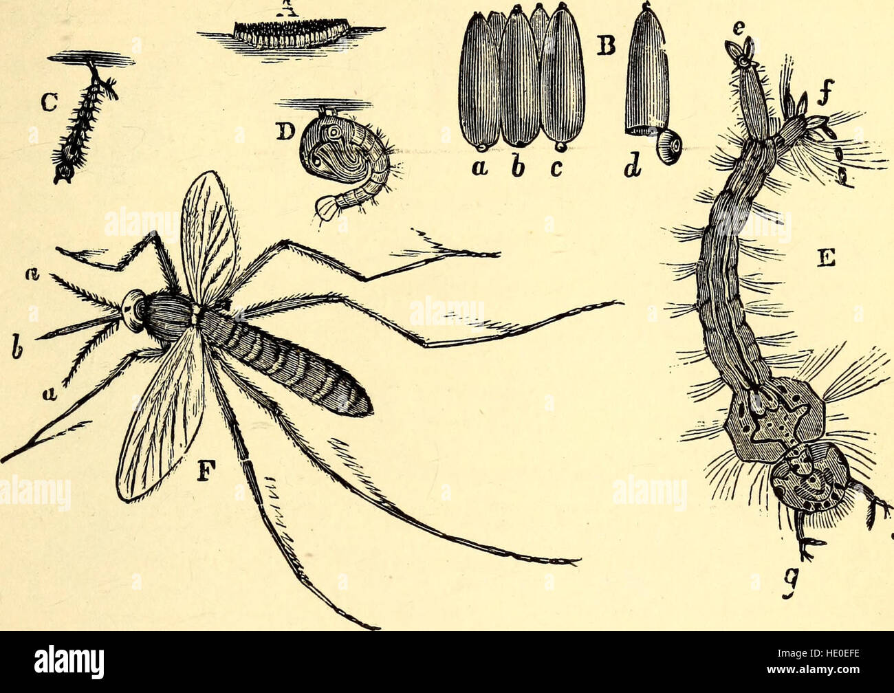This study focuses on the comparison of different animal species ...