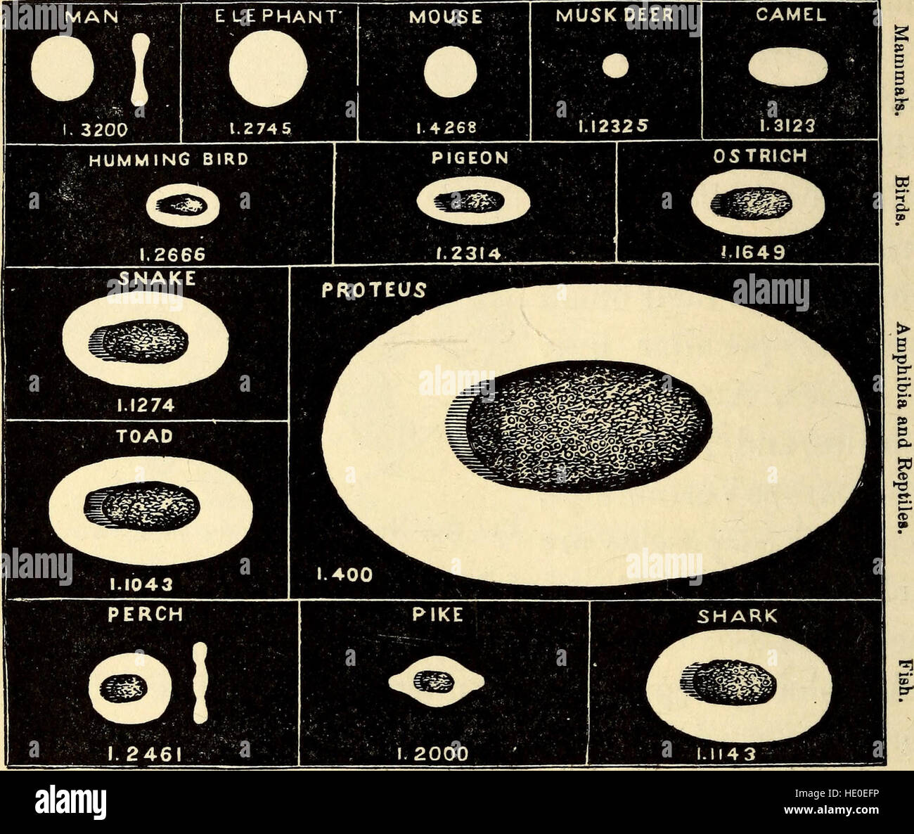 This 1883 textbook on comparative zoology examines the structural and ...