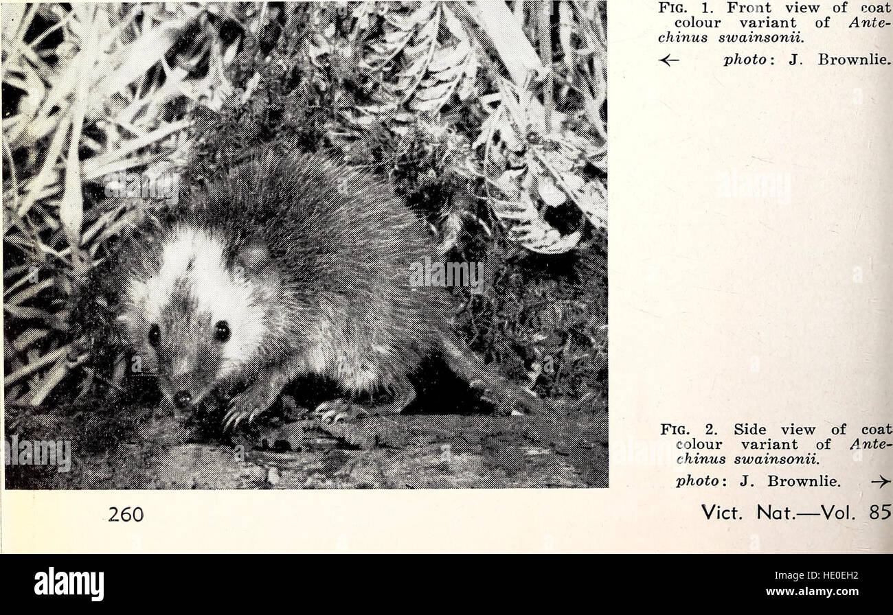 The Victorian Naturalist, published in 1968, is a journal focusing on ...
