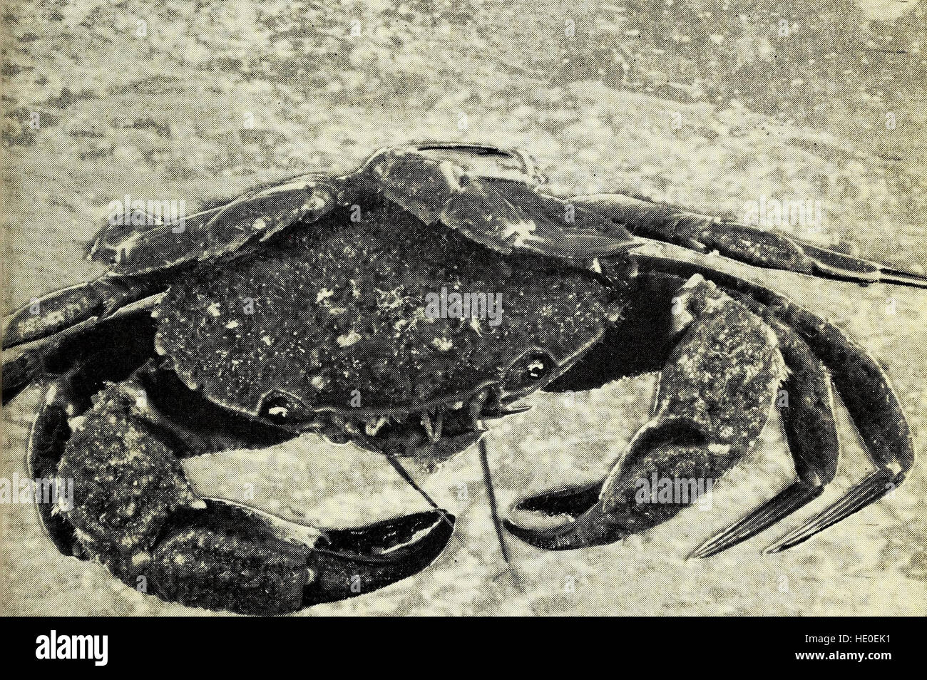 'The Victorian Naturalist' (1975) is a journal documenting the study of ...