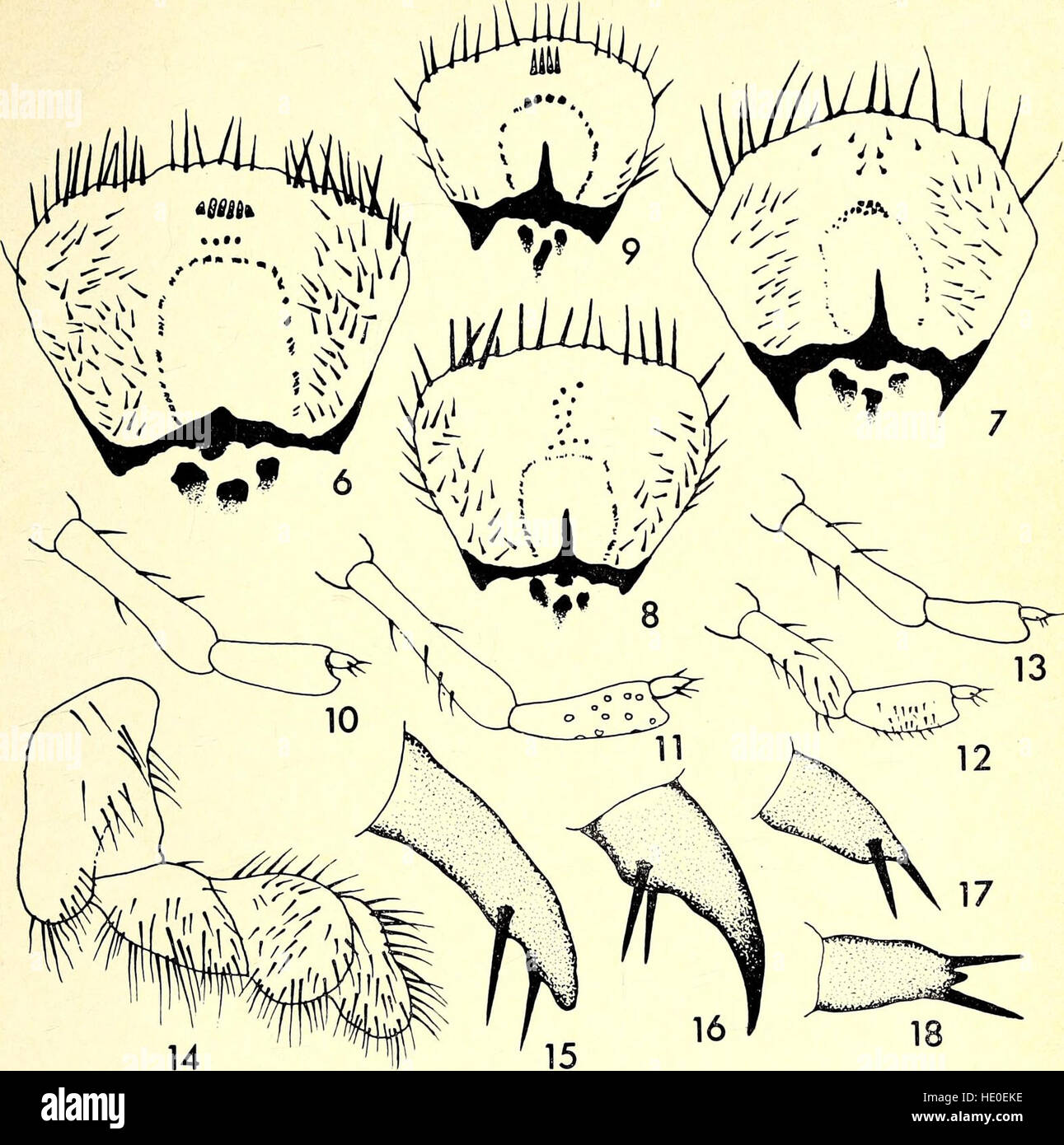 The Victorian naturalist (1975 Stock Photo - Alamy