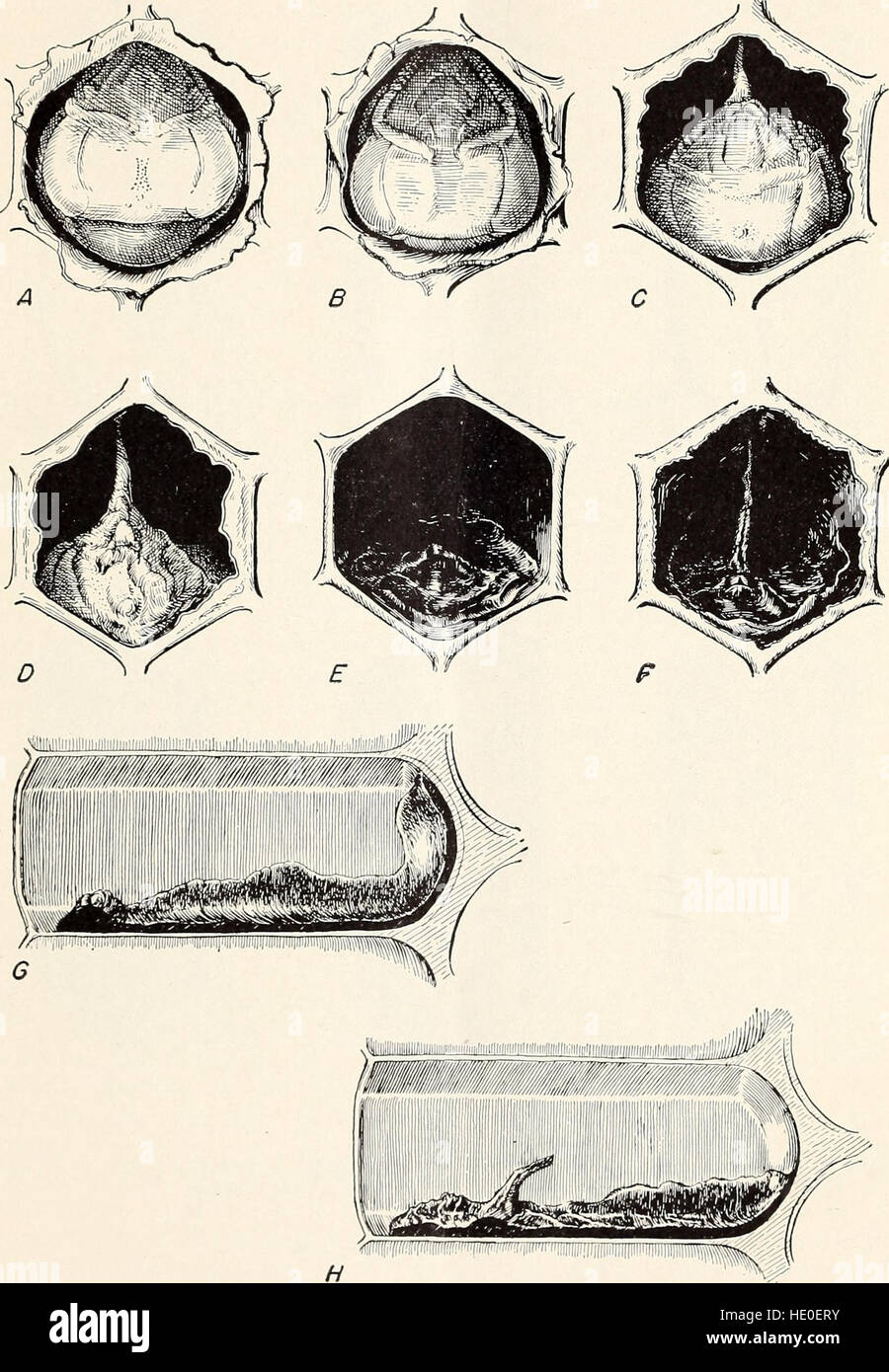 Diagnosing bee diseases in the apiary (1949 Stock Photo - Alamy