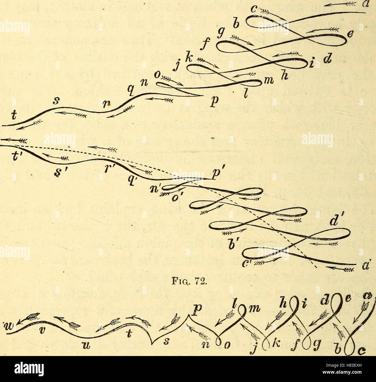 Animal Locomotion (1874) studies the various ways animals move ...