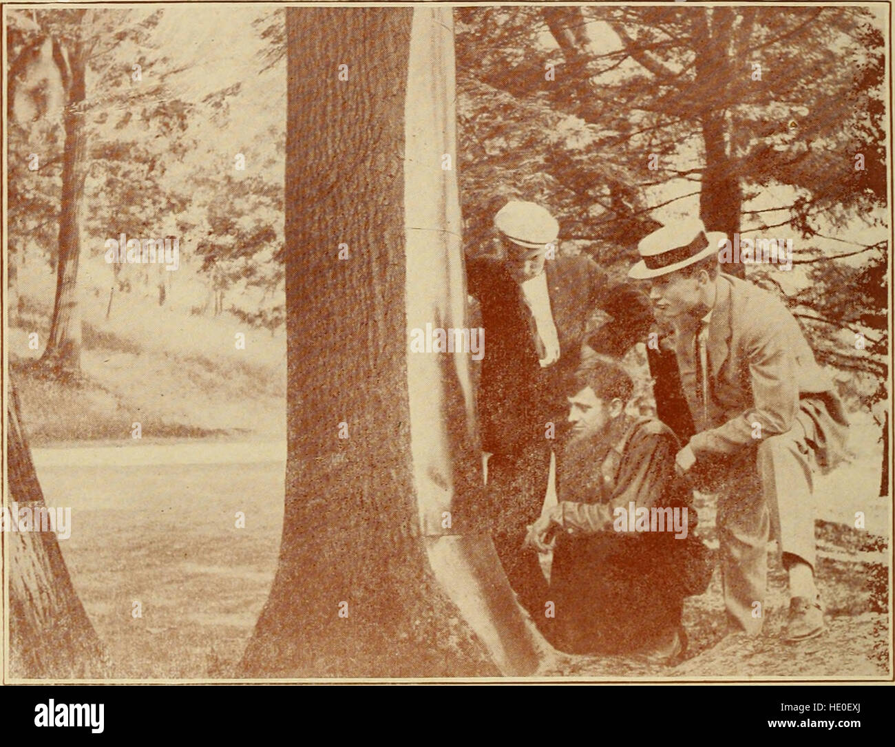 'Conservation' (1908-1909) focuses on the early movement for preserving ...