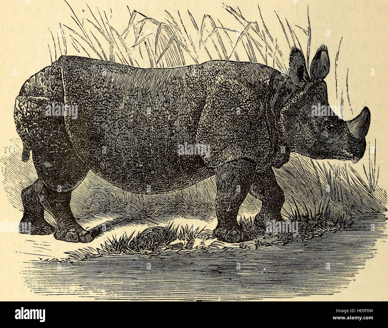 *Comparative Zoology* (1883) is an educational text that covers the ...