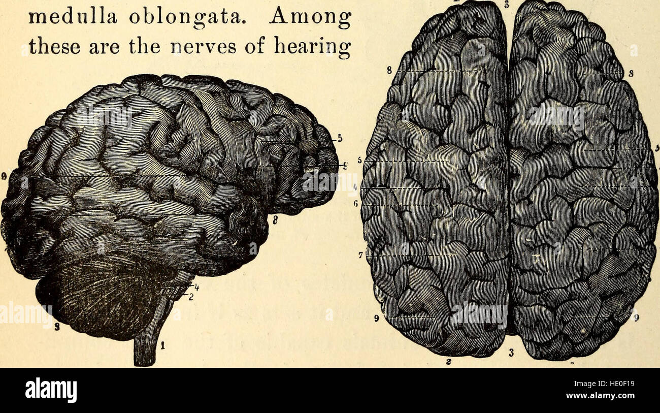 *Comparative Zoology* (1883) offers an in-depth exploration of the ...