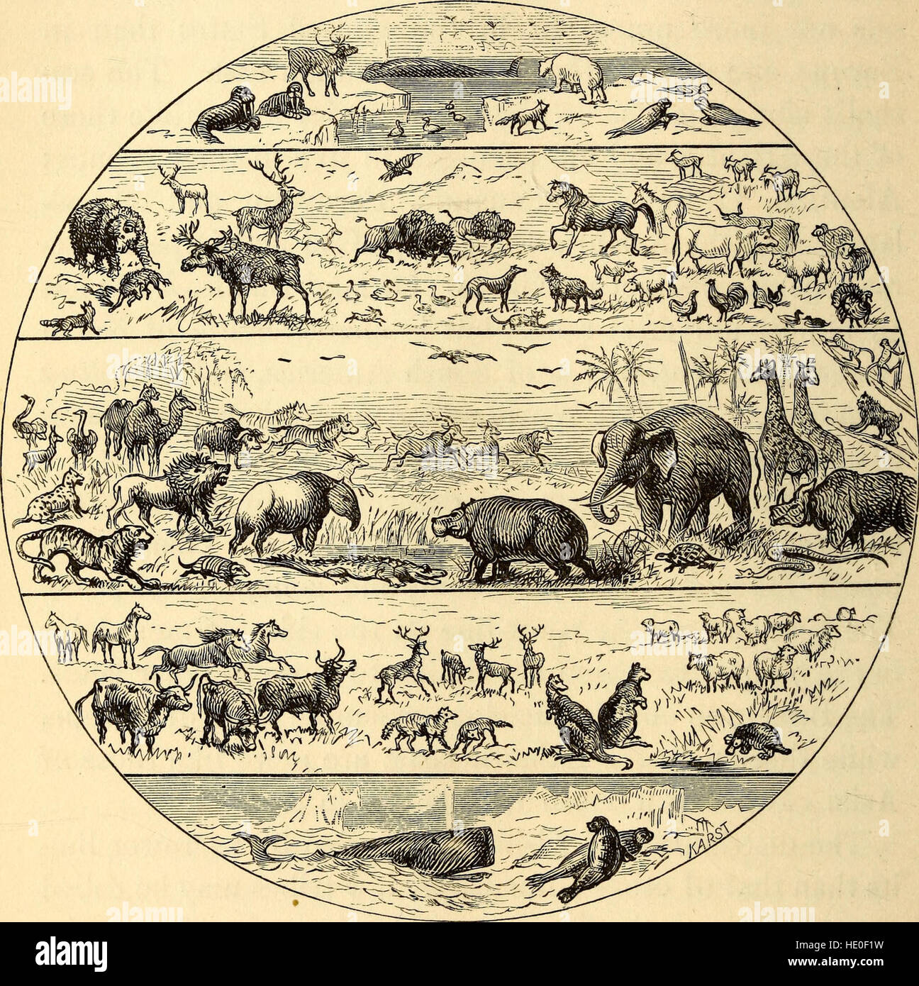 This 1883 textbook on comparative zoology provides a detailed ...