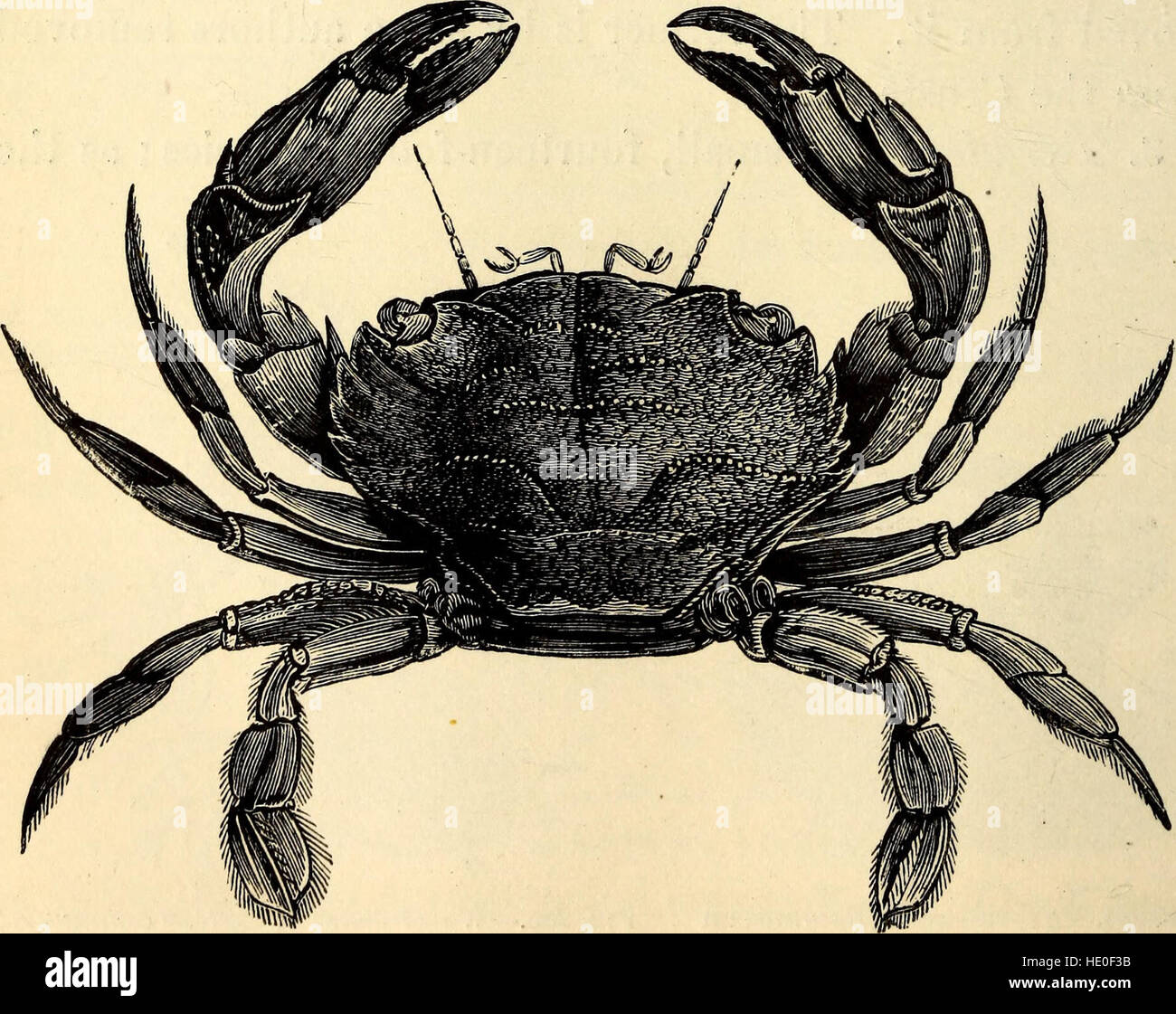 'Comparative Zoology, Structural and Systematic' (1883) is a textbook ...