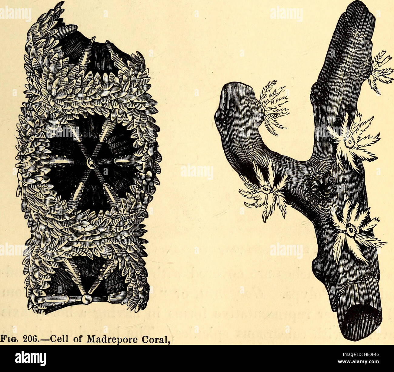 This work examines the similarities and differences between animal ...