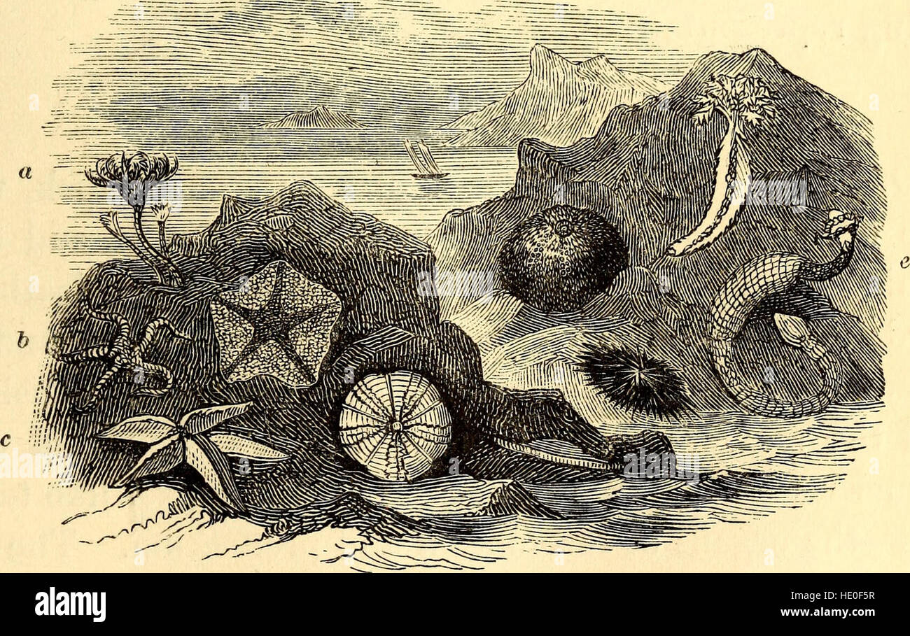 This 1883 textbook introduces comparative zoology, focusing on ...