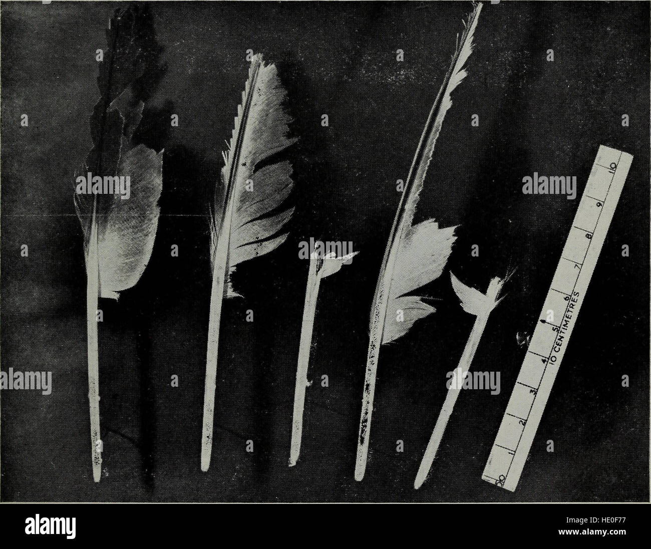 A publication by the British Ornithologists' Club, providing articles ...