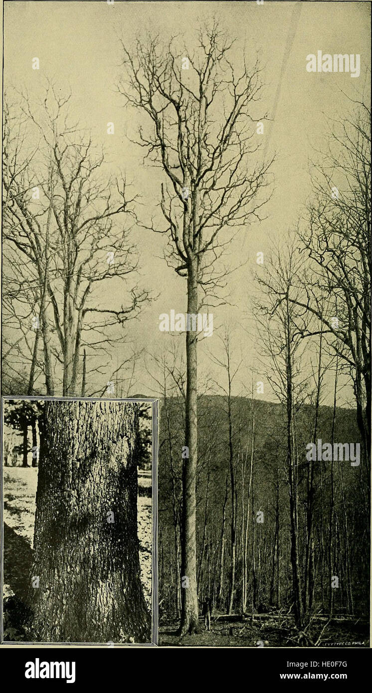 This 1897 book provides a detailed overview of the timber trees and ...