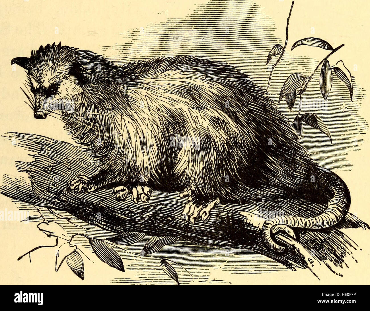 This text discusses the science of comparative zoology, comparing the ...