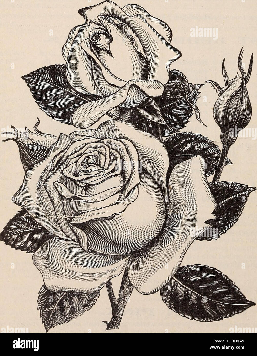 Catalog provides information on hi-res stock photography and images - Alamy