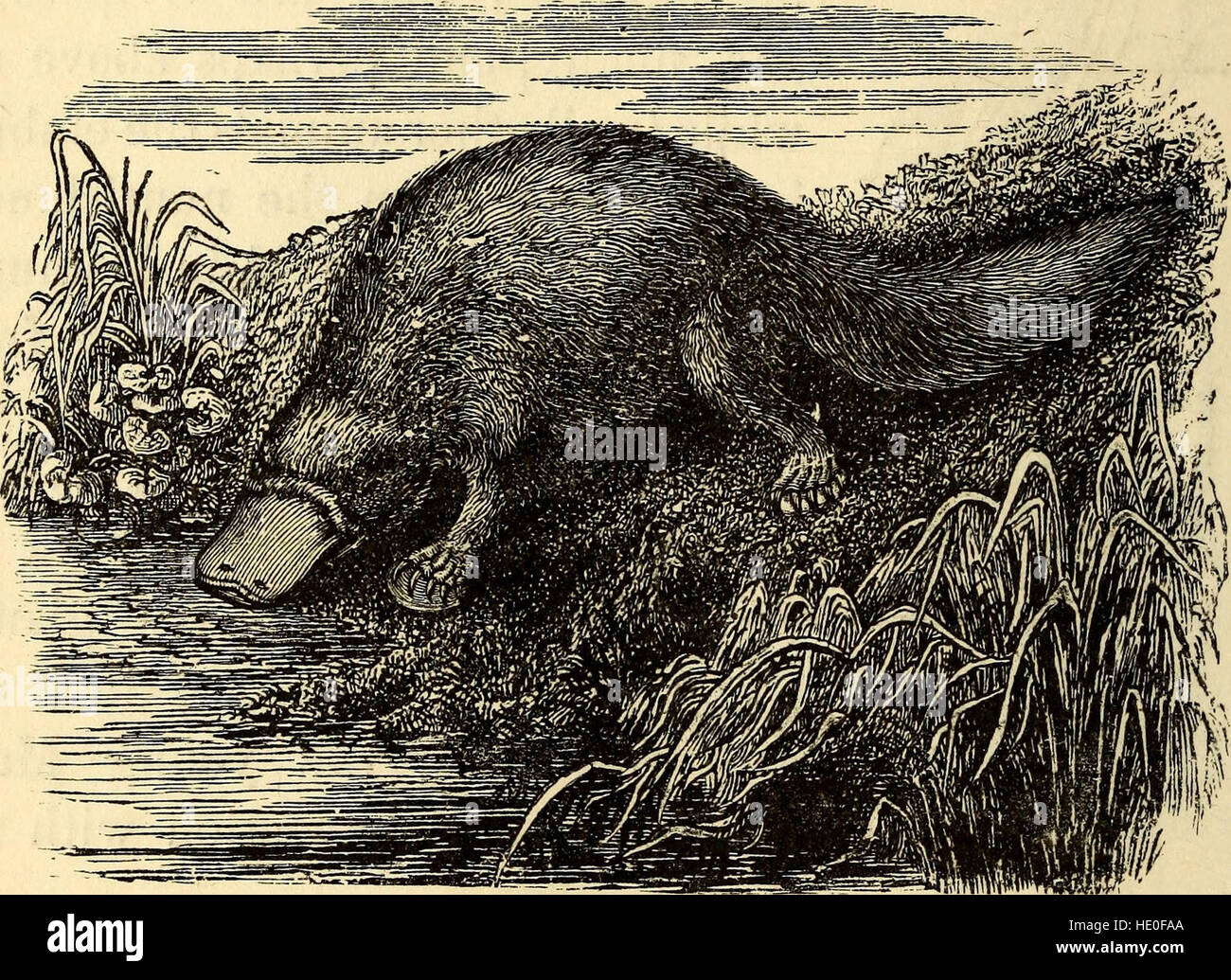 This book covers the principles of comparative zoology, comparing ...