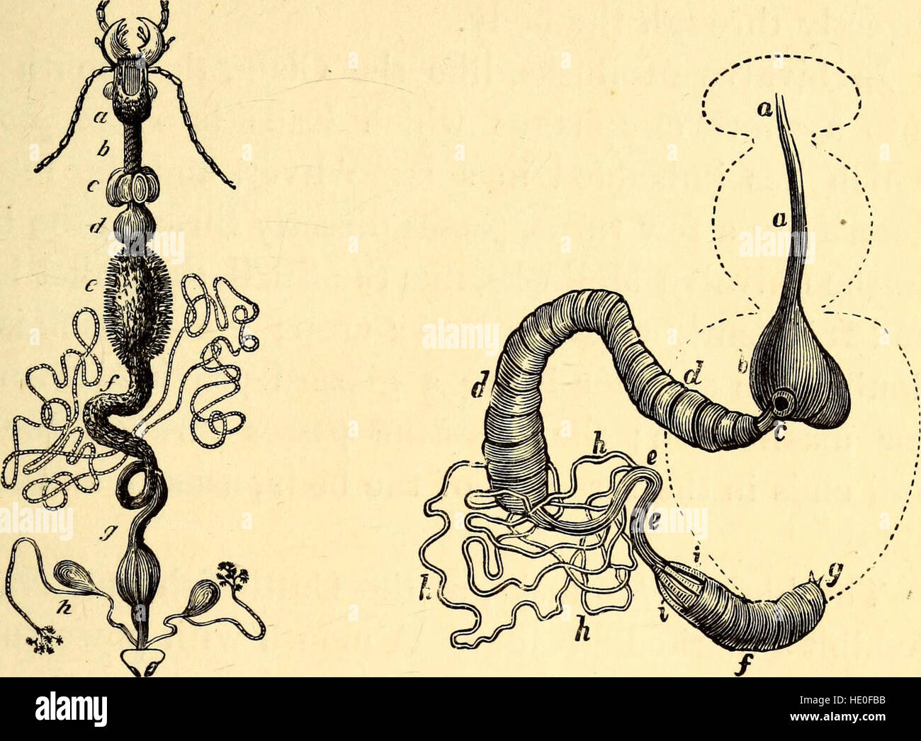 'Comparative Zoology, Structural and Systematic' (1883) is an ...