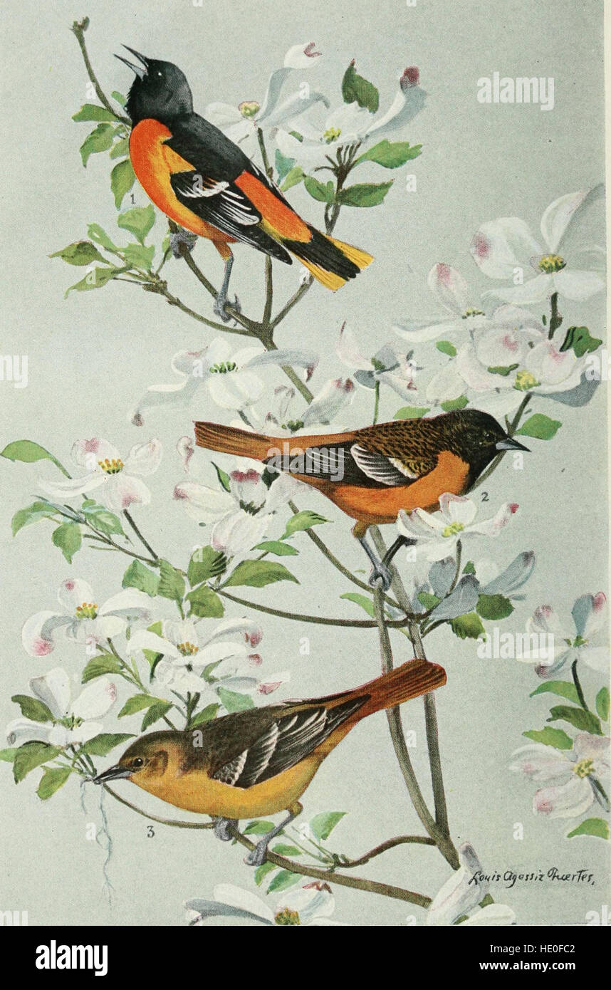 Bird-lore (1922) is a publication focused on the study of bird life ...