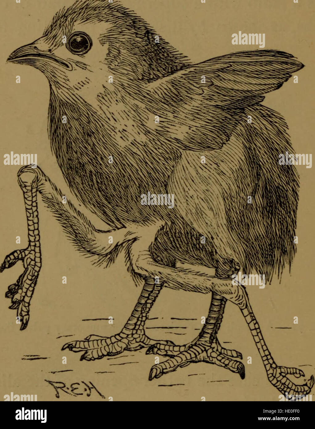 Evolutionary relationship between species hi-res stock photography and ...