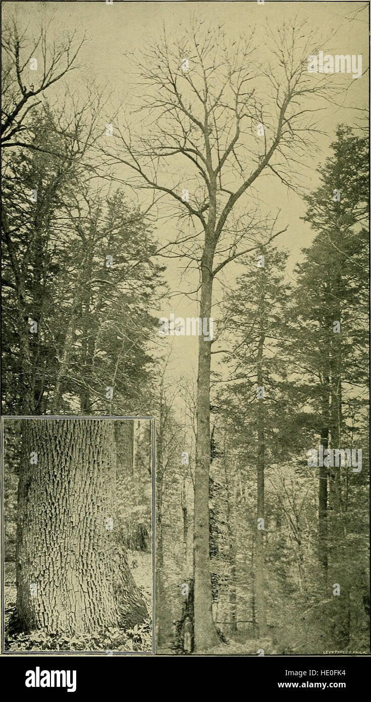 This 1897 work details the species of timber trees found in North ...