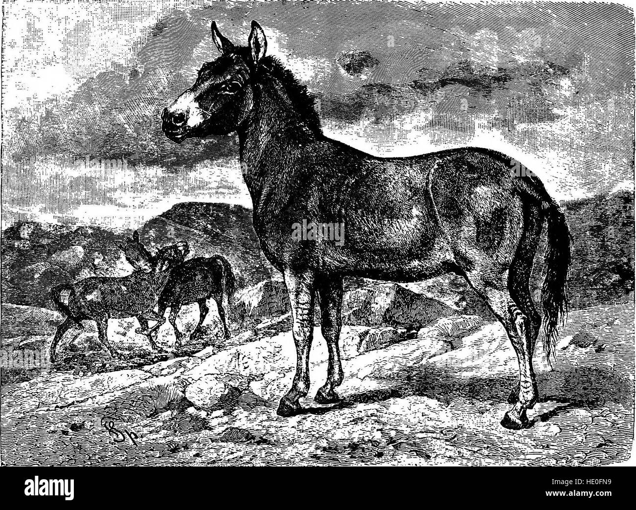 Extensive world Black and White Stock Photos & Images - Alamy