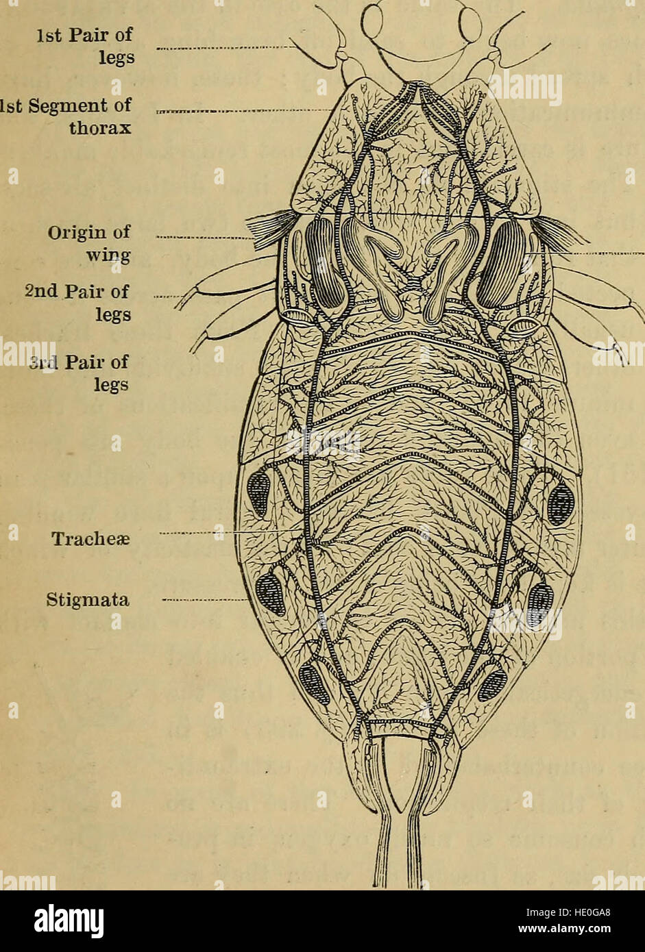 *Animal Physiology* (1843) explores the physiological processes of ...