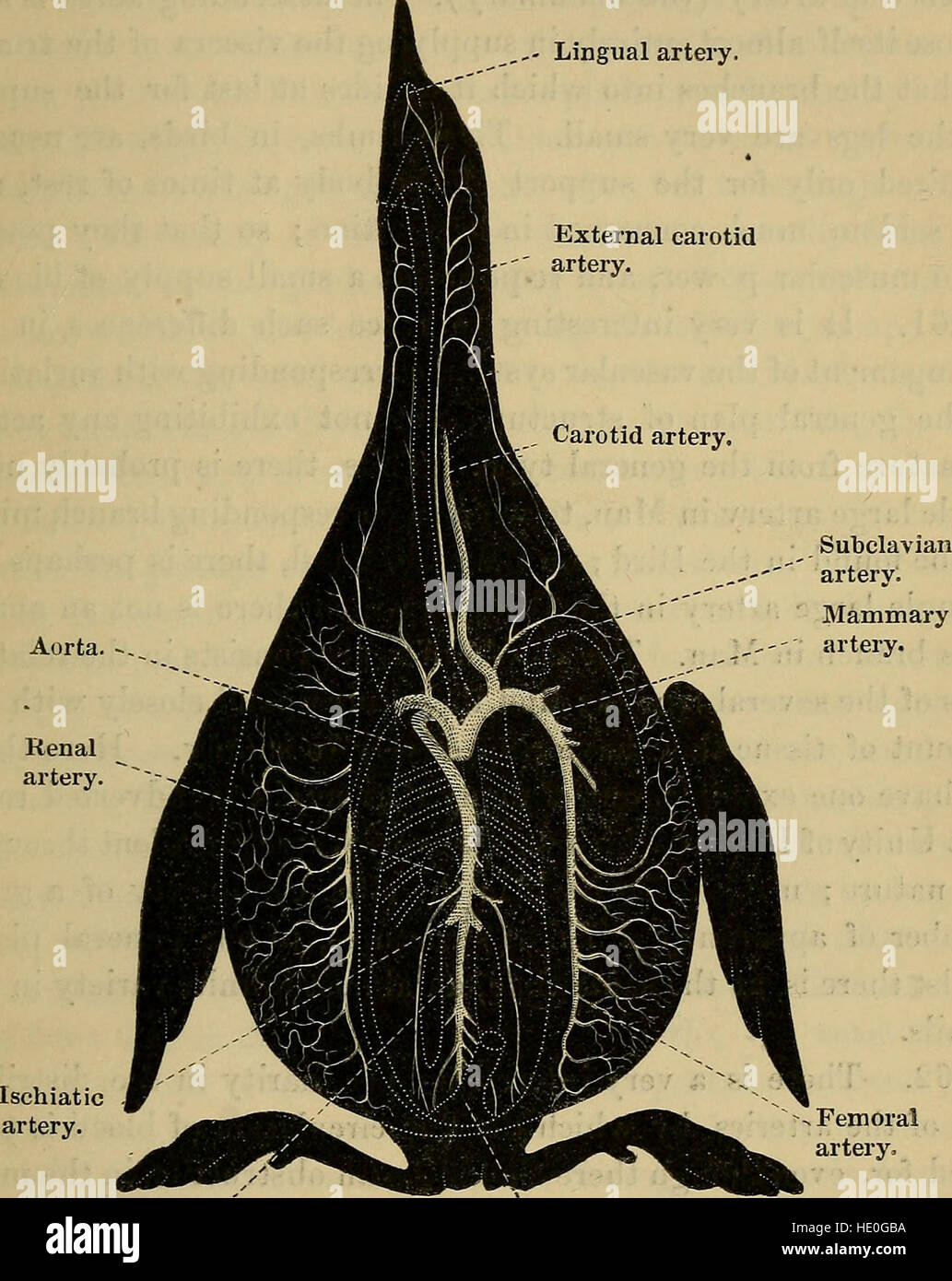 Published in 1843, this work on animal physiology explores the ...