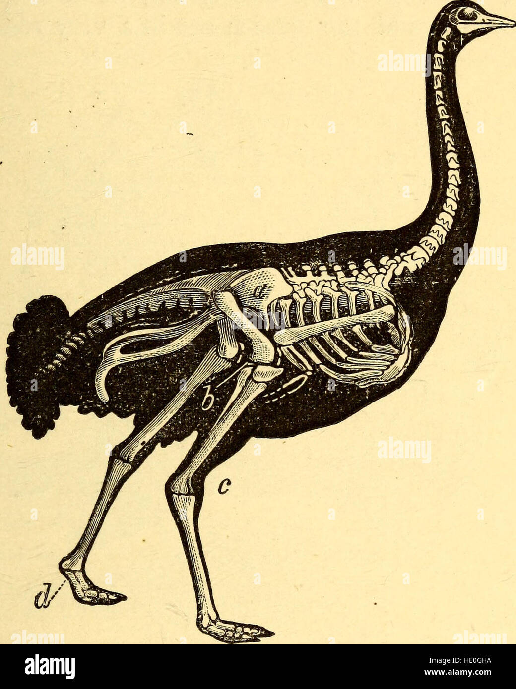 A 1874 study on animal locomotion, examining the movement of animals ...