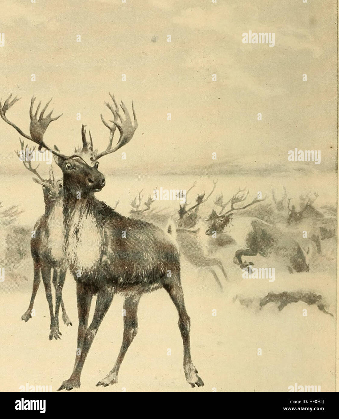 *Wilderness Ways* (1900) is a book focusing on life in wilderness areas ...
