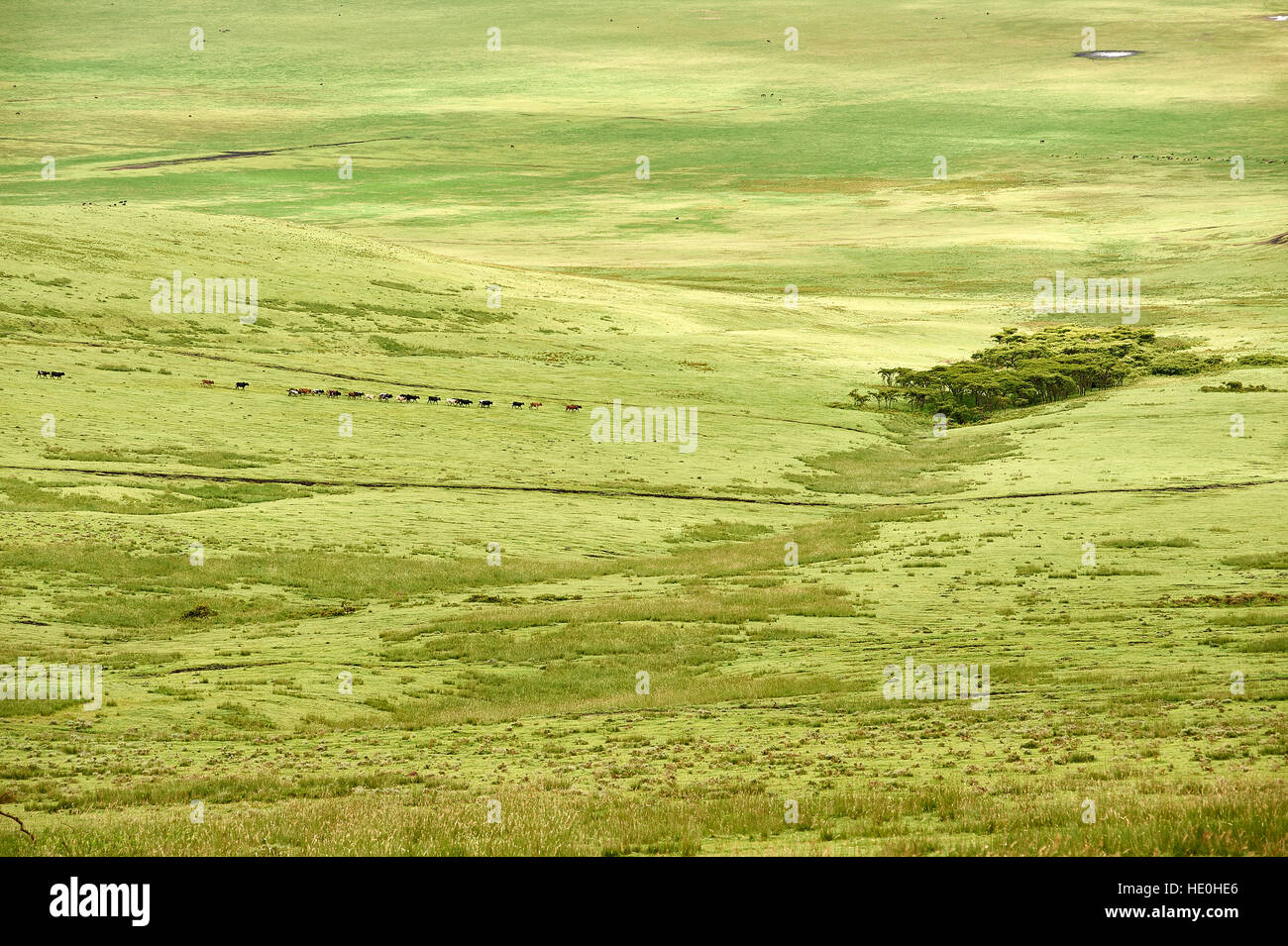 Maasai cattles on their way to grazing grounds and water source Stock ...