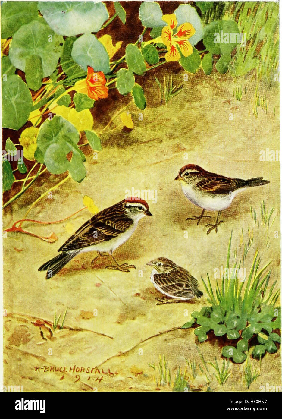 A 1916 book documenting the experiences of observing birds throughout ...