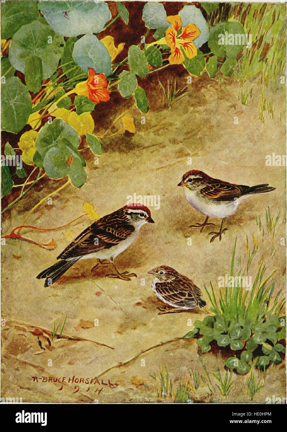 *A Year with the Birds* (1917) documents the behavior, migration, and ...