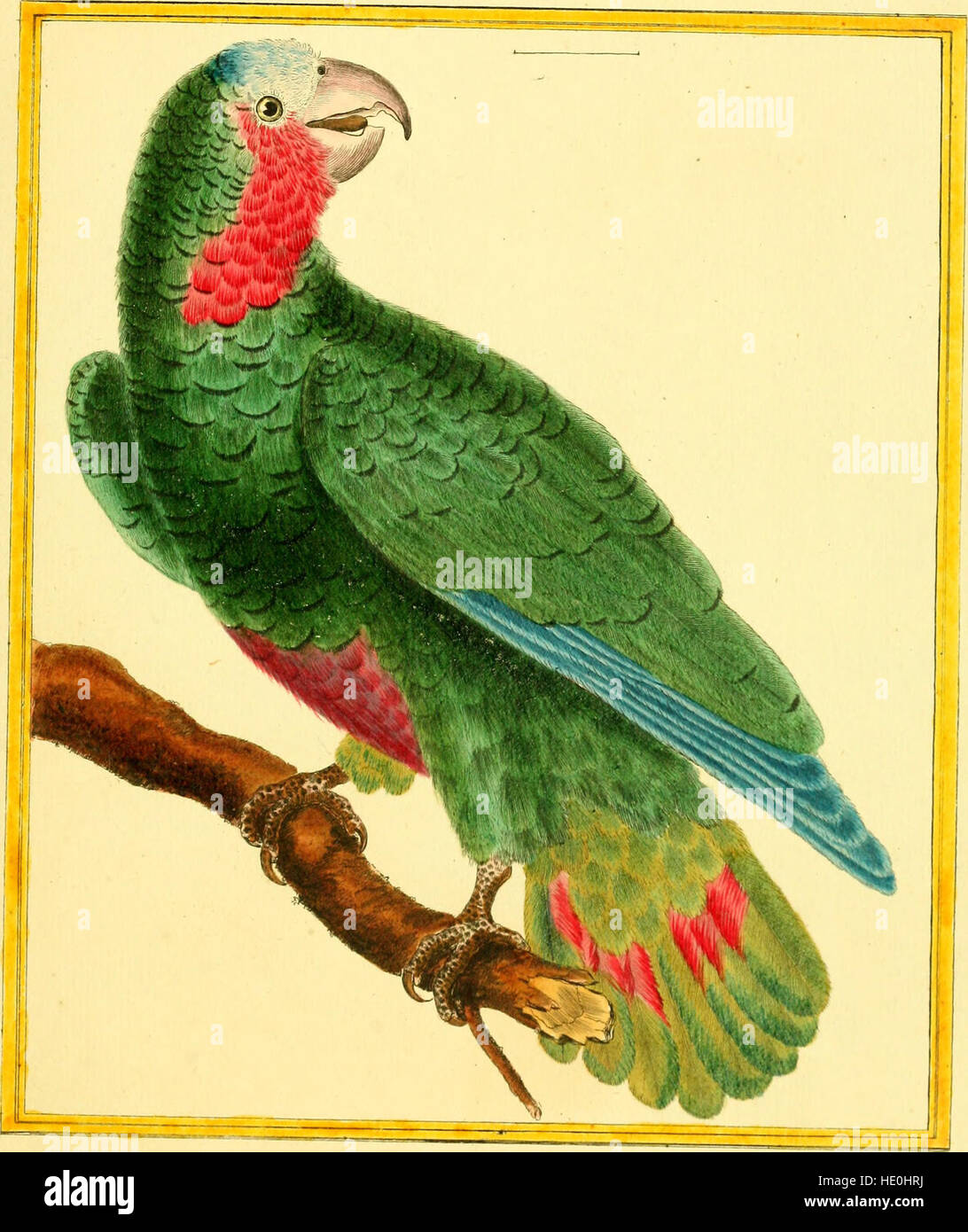 A French illustrated work from 1765 depicting various species and ...