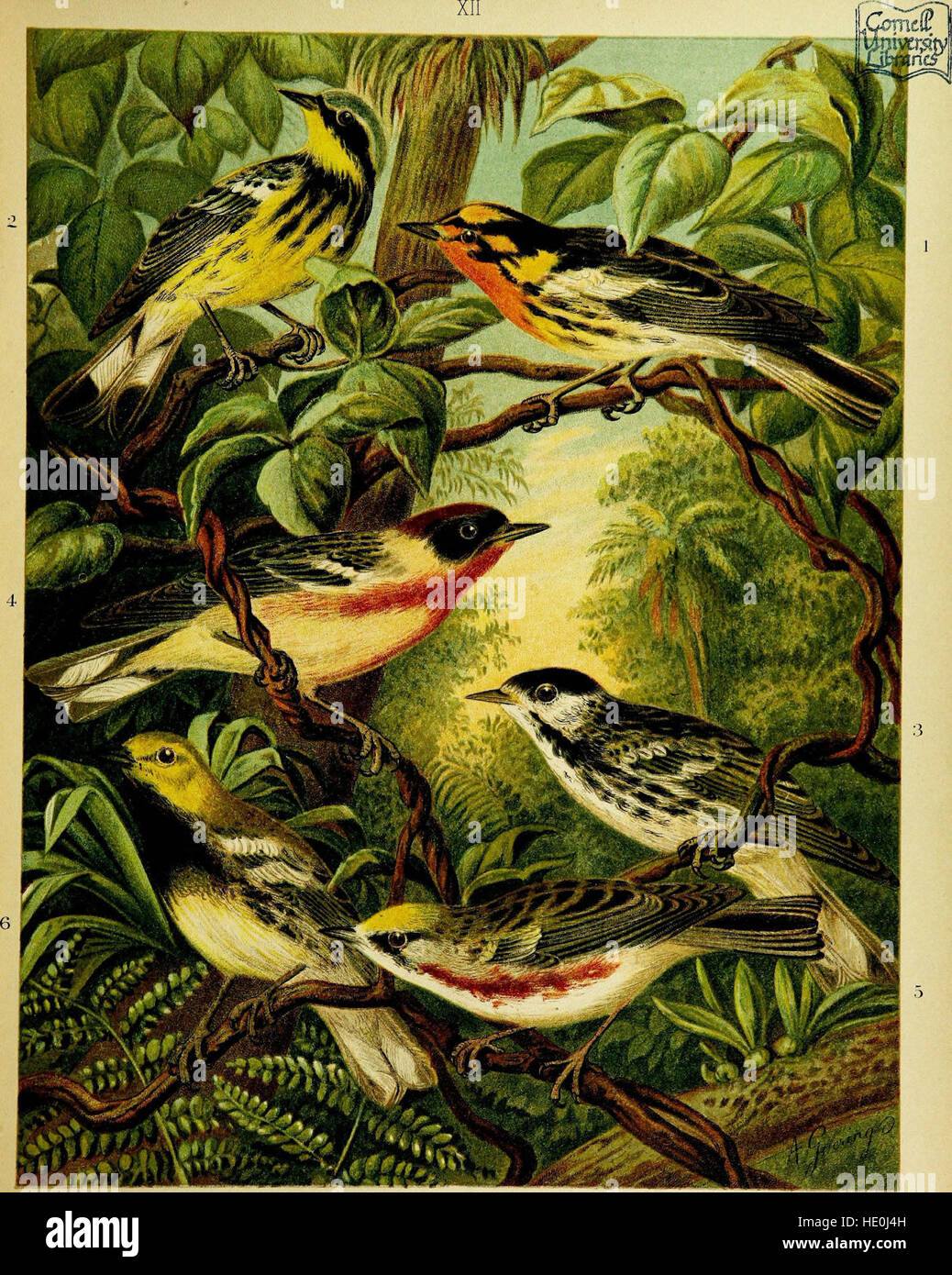 *Our Native Birds of Song and Beauty* provides a comprehensive guide to ...