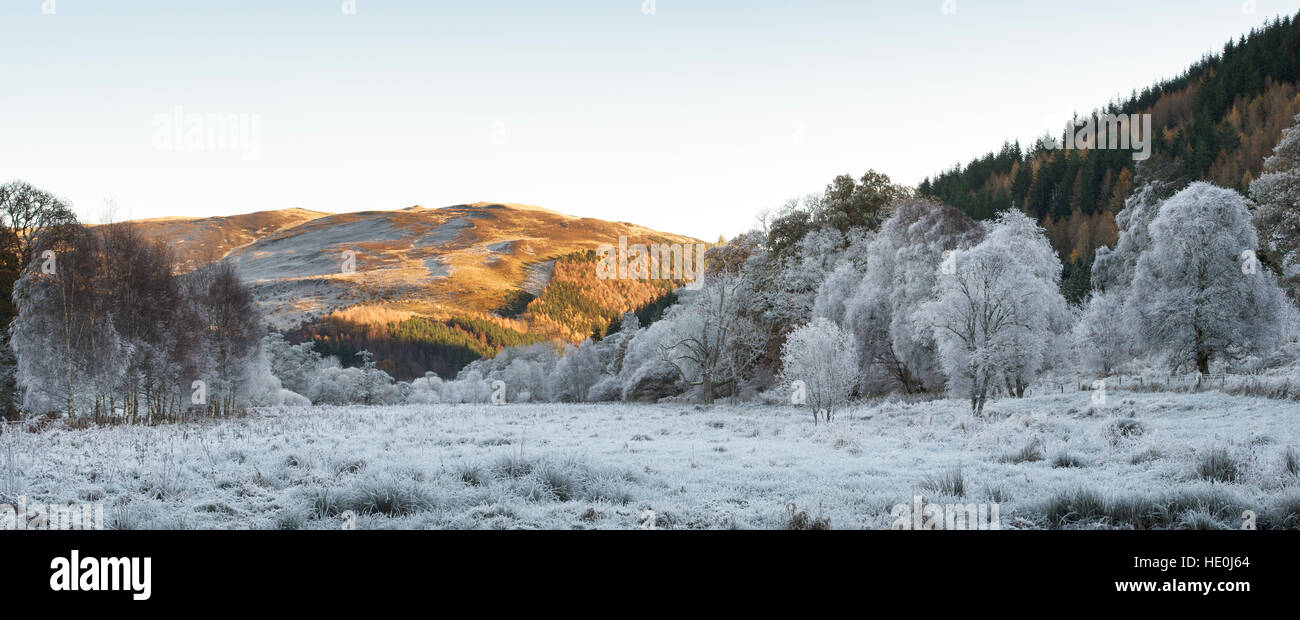 Frosty winter trees in the Scottish borders. Scotland. Panoramic Stock ...