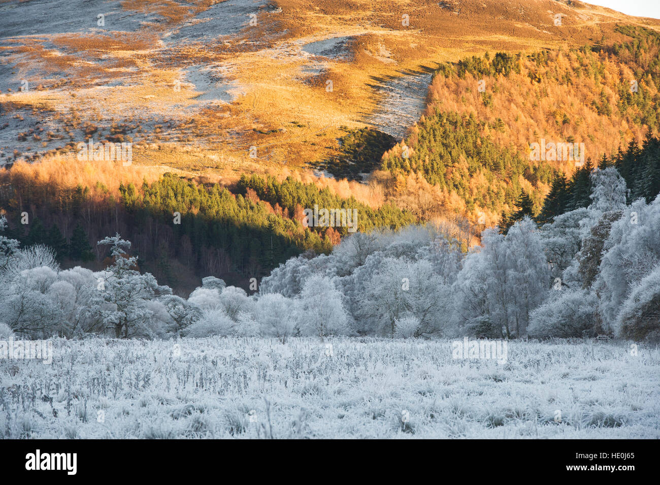 Frosty winter trees in the Scottish borders. Scotland Stock Photo - Alamy