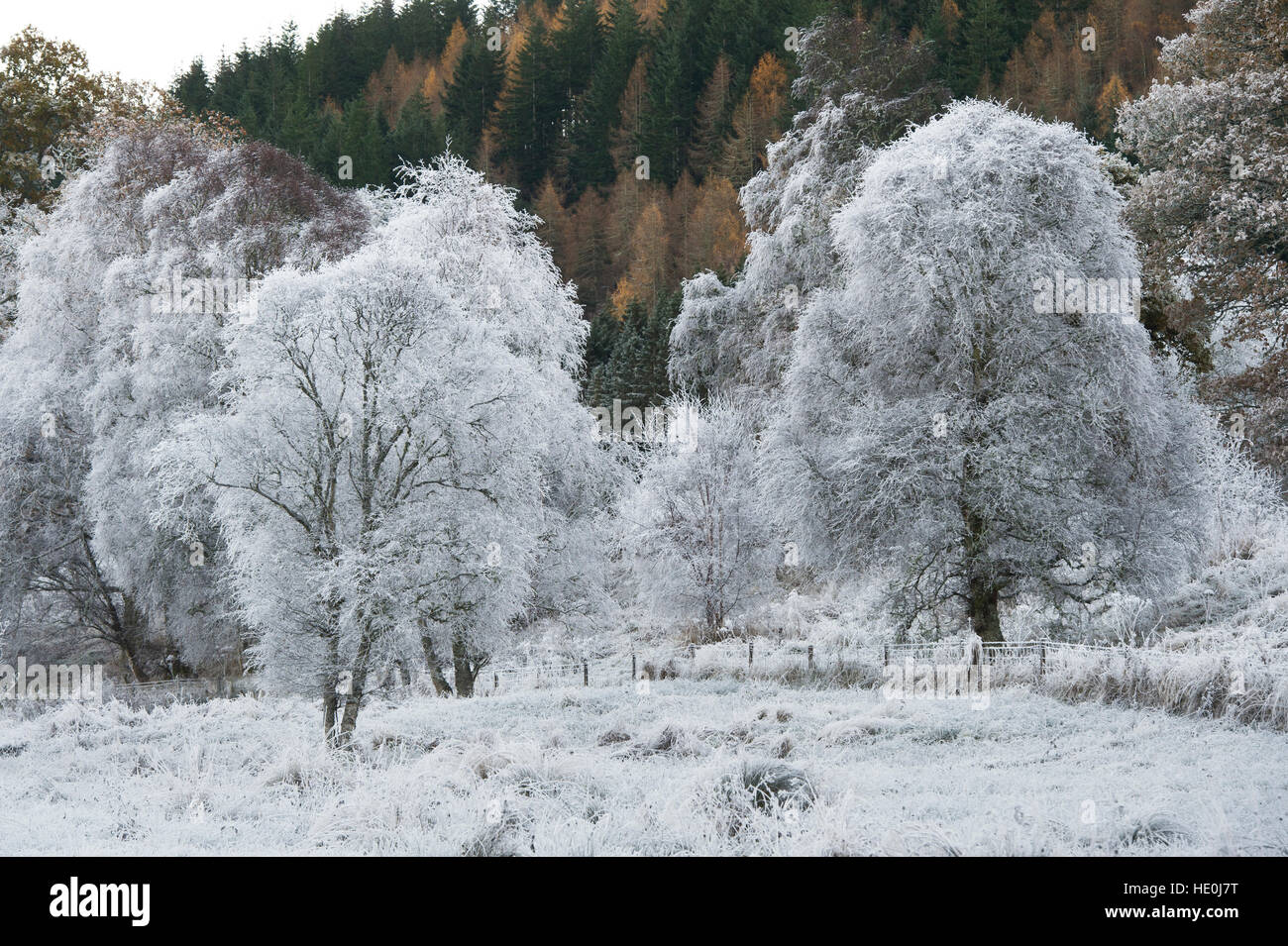Innerleithen scotland winter hi-res stock photography and images - Alamy