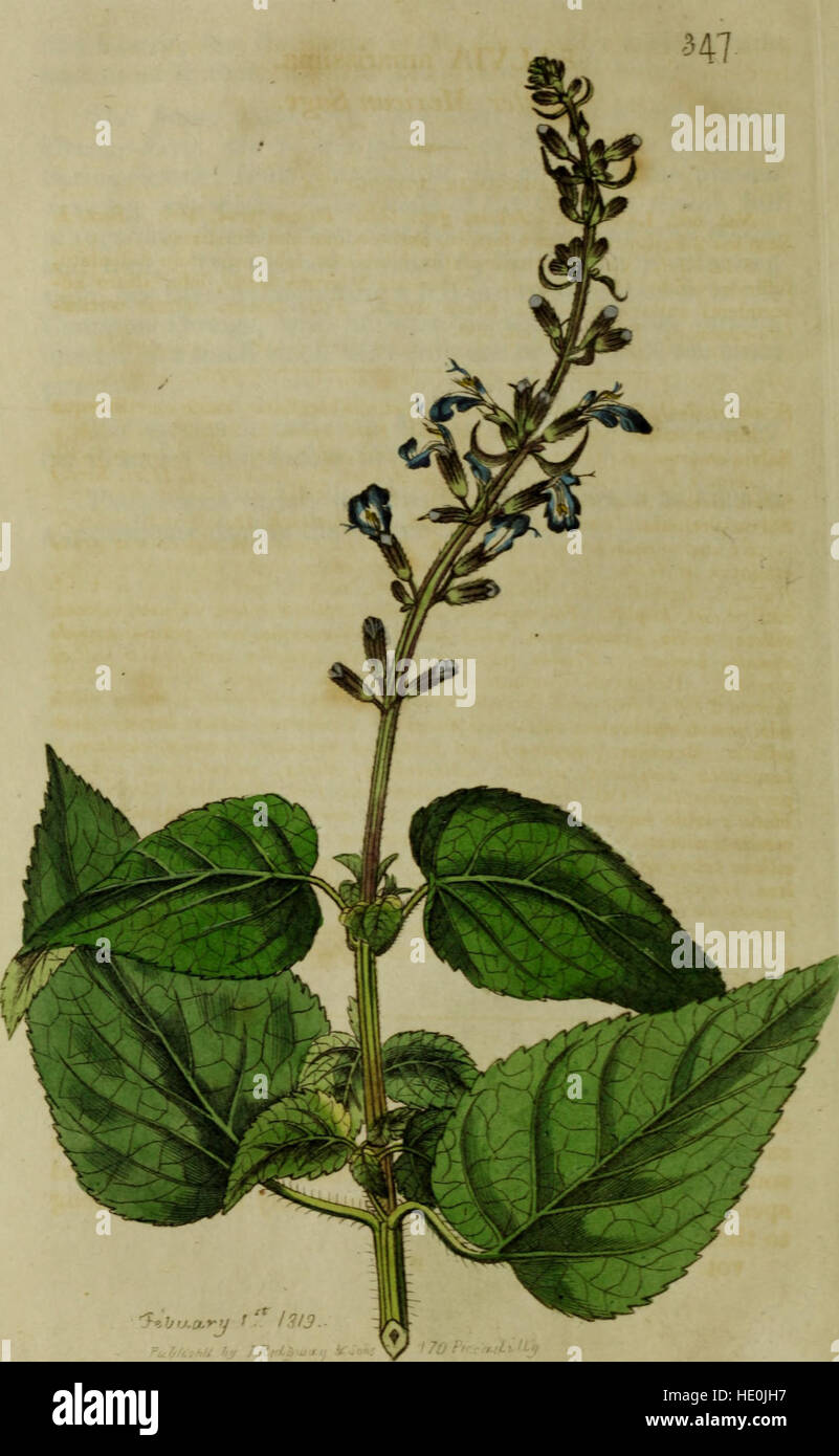 An 1815 botanical reference work featuring colored illustrations of ...