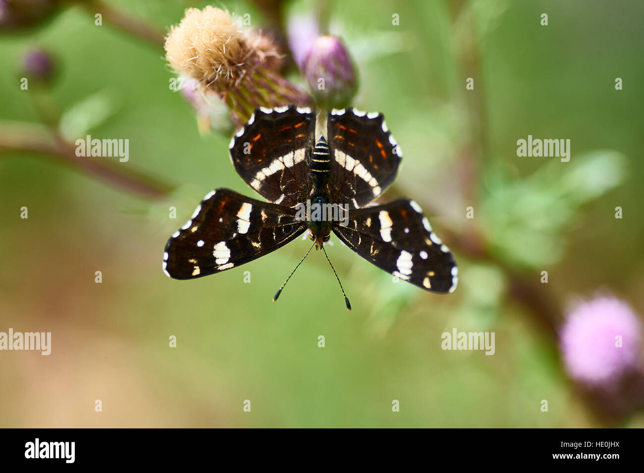 Map butterfly hi-res stock photography and images - Alamy