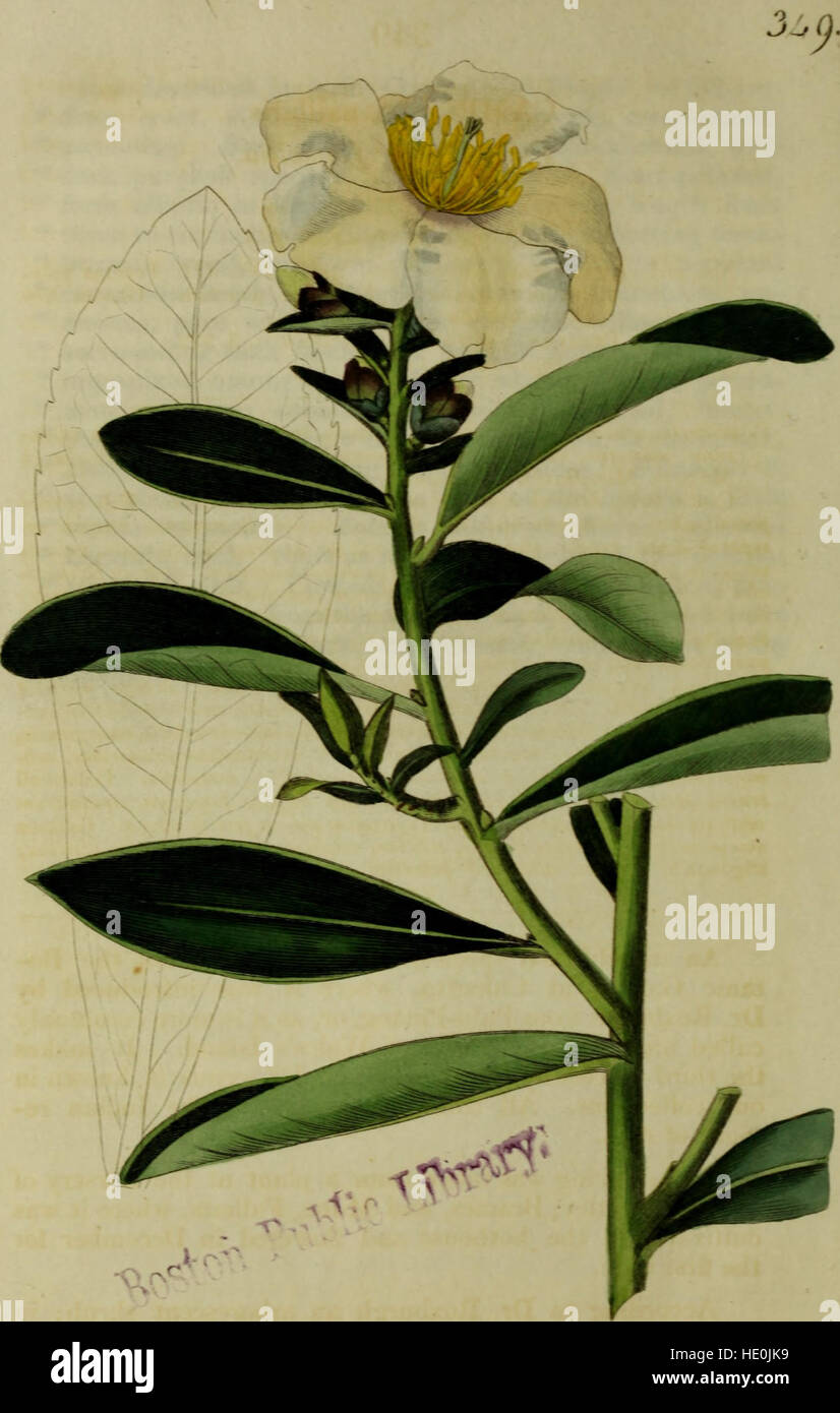 The Botanical Register (1815) presents detailed colored illustrations ...