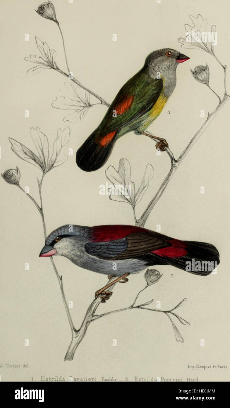 'Faune de la Sénégambie, vertébrés' (1883) is a scientific work focused ...