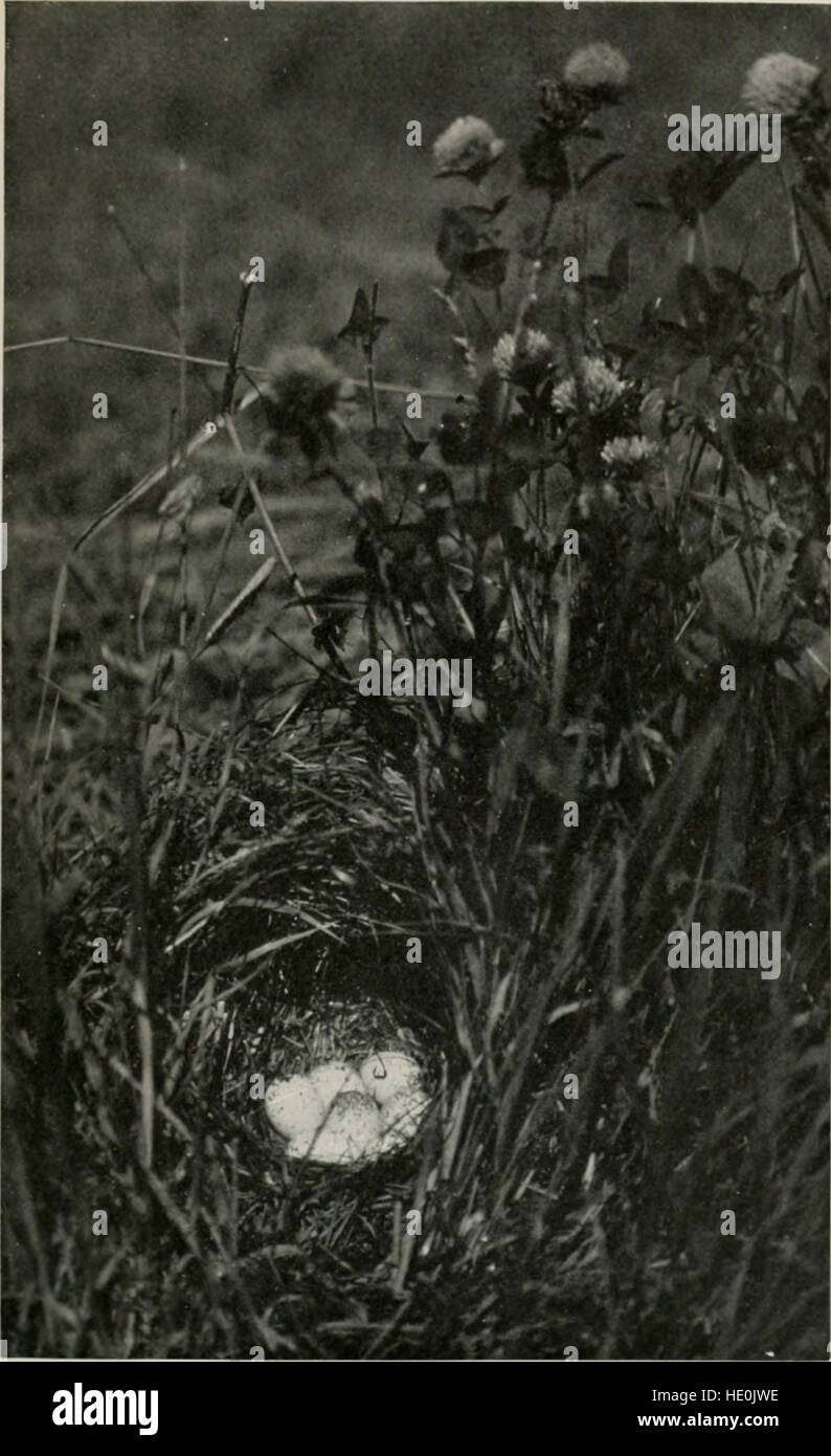 *Birds of the Bible* (1909) explores the symbolic and literal ...
