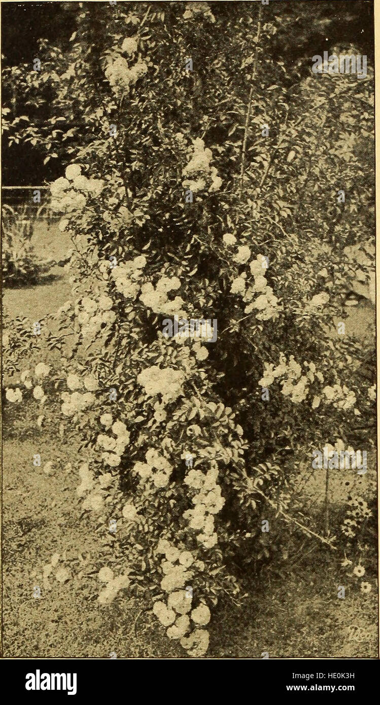 Dingee guide to rose culture (1909 Stock Photo - Alamy