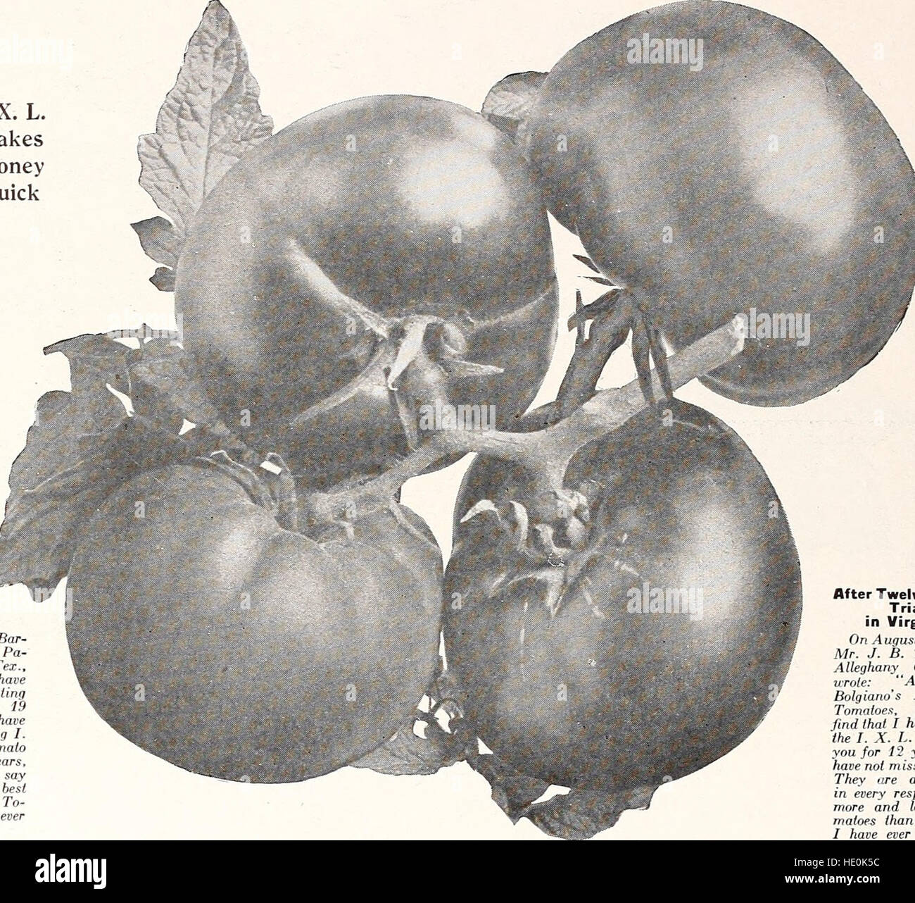 Bolgiano's 100 Years 'Glory' Tomato (1918) is a cultivation guide for a ...